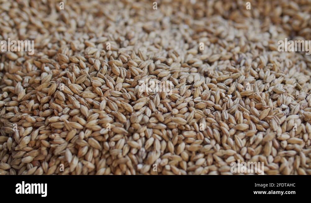 Malt for beer Stock Videos & Footage - HD and 4K Video Clips - Alamy