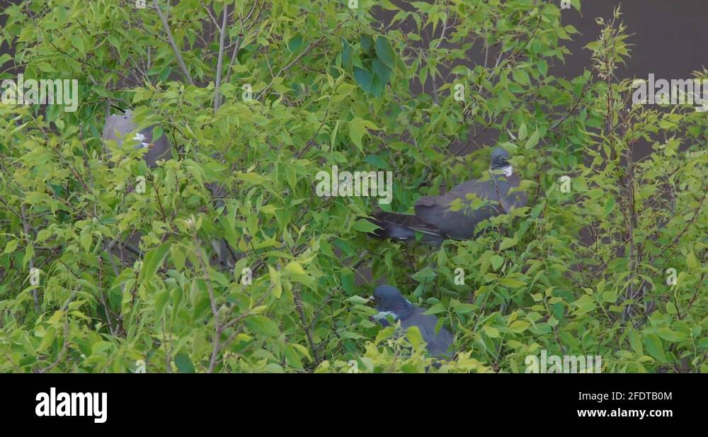 Lote tree Stock Videos & Footage - HD and 4K Video Clips - Alamy