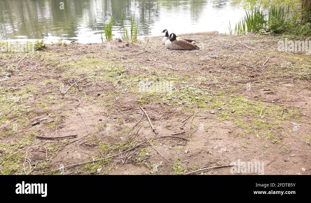 English lake district ducks Stock Videos & Footage - HD and 4K Video ...