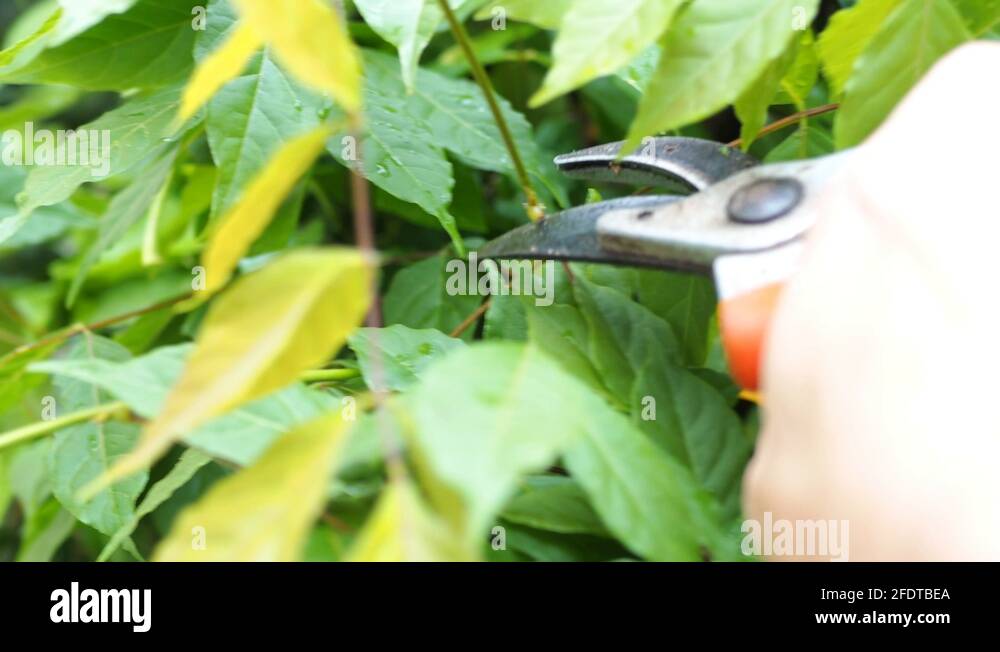 Cutting bush Stock Videos & Footage - HD and 4K Video Clips - Alamy