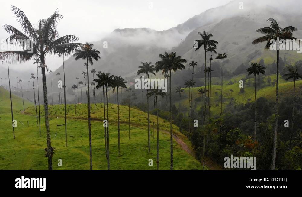 Wax palm tree colombia Stock Videos & Footage - HD and 4K Video Clips ...
