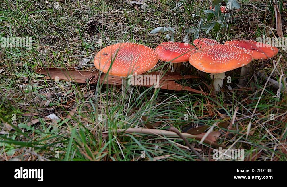 Fungus of northern hemisphere Stock Videos & Footage - HD and 4K Video ...
