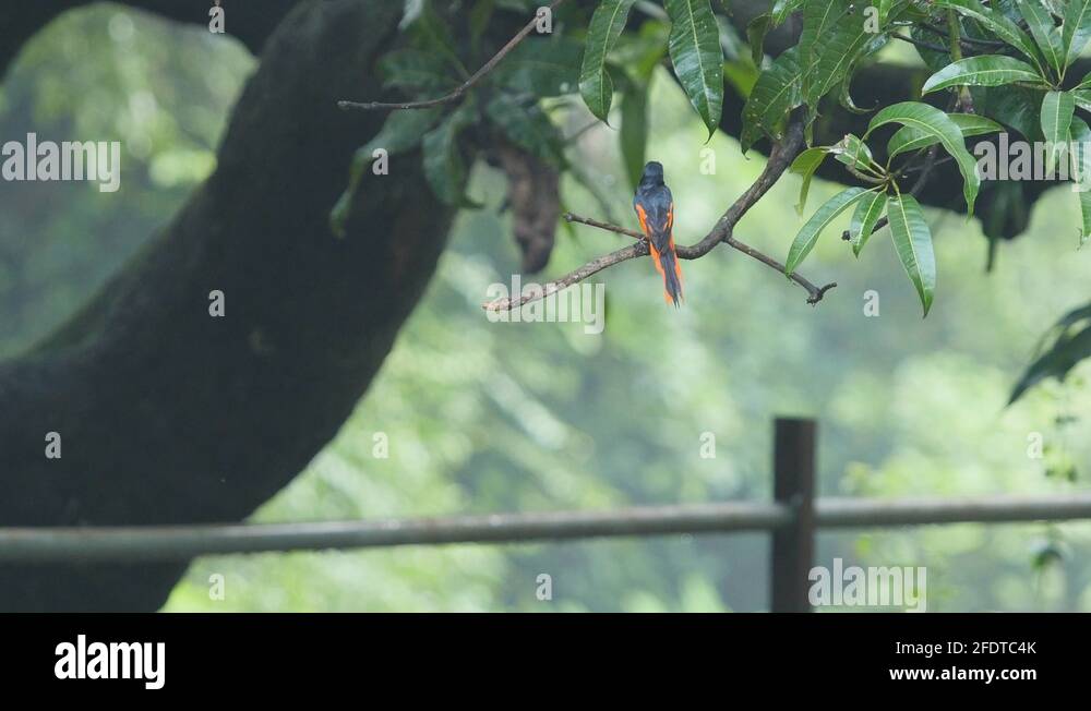 Mango orange tree Stock Videos & Footage - HD and 4K Video Clips - Alamy
