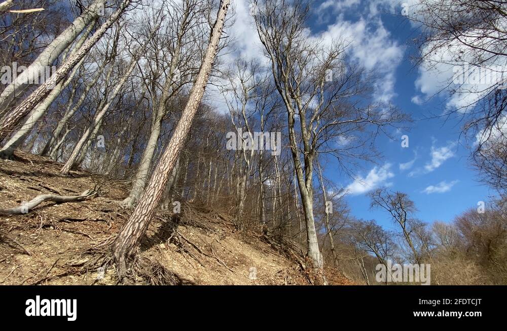Elm roots Stock Videos & Footage - HD and 4K Video Clips - Alamy
