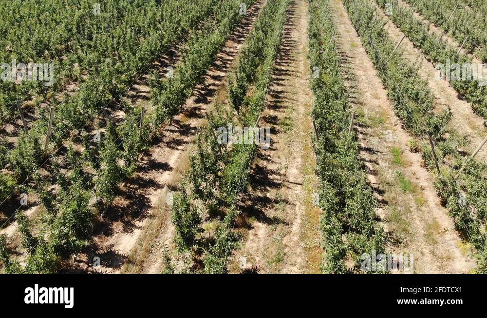 apple orchard filmed by drone in summer, top view and front slide Stock ...