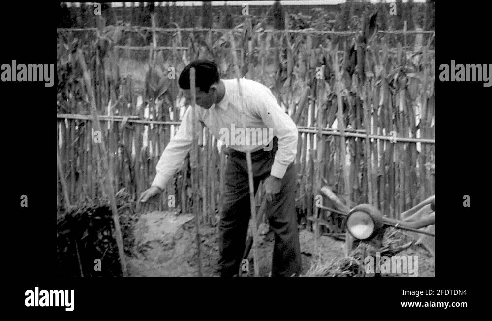 1960s: farmer raking soil into trench, farmer raking underwater rice ...