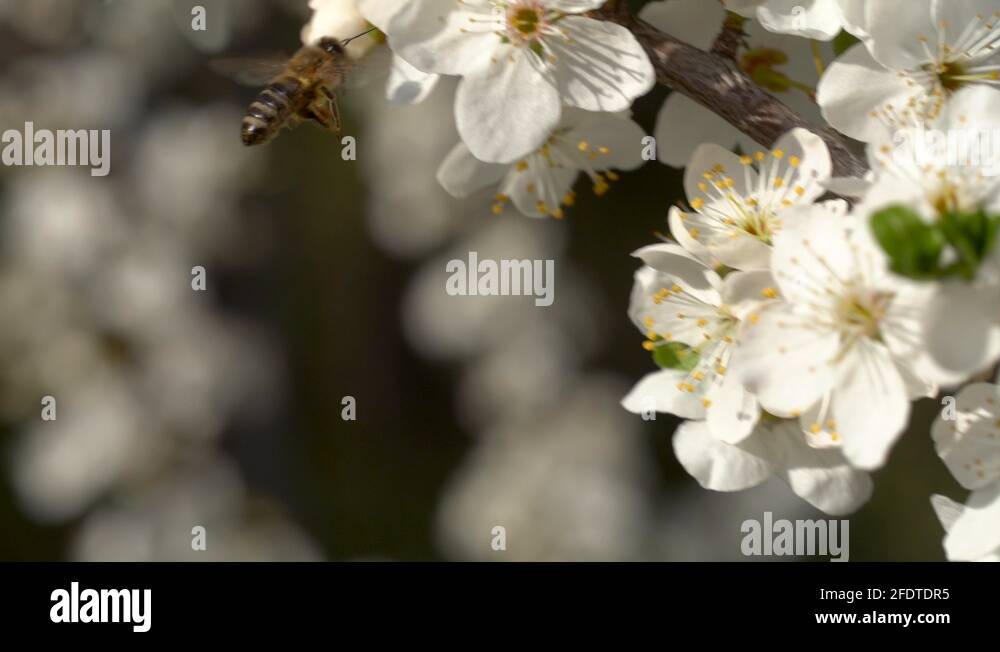 Honey bee flying Stock Videos & Footage - HD and 4K Video Clips - Alamy