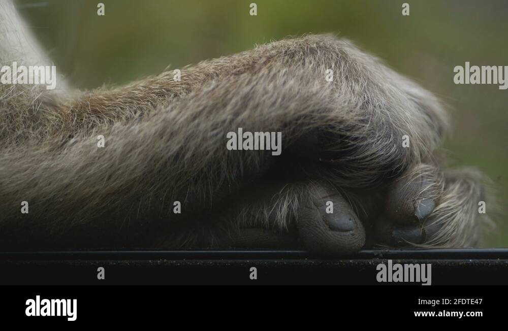 Ape side by Stock Videos & Footage - HD and 4K Video Clips - Alamy