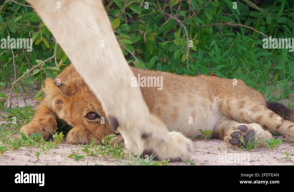 Portrait of lions cub Stock Videos & Footage - HD and 4K Video Clips ...
