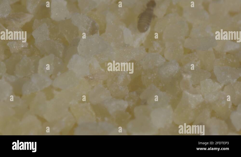 Tiny beetles in semolina. Macro footage with insects in food Stock ...