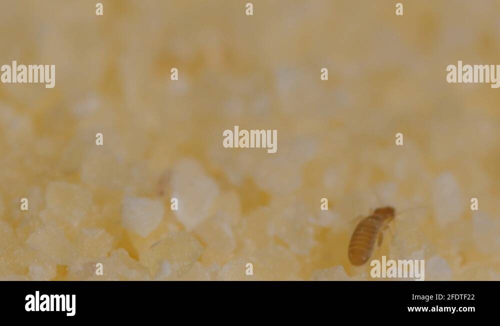 Tiny beetles in semolina. Macro footage with insects in food Stock ...