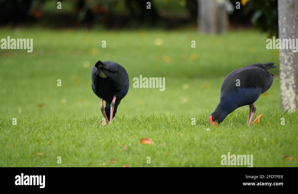 Two mature birds Stock Videos & Footage - HD and 4K Video Clips - Alamy