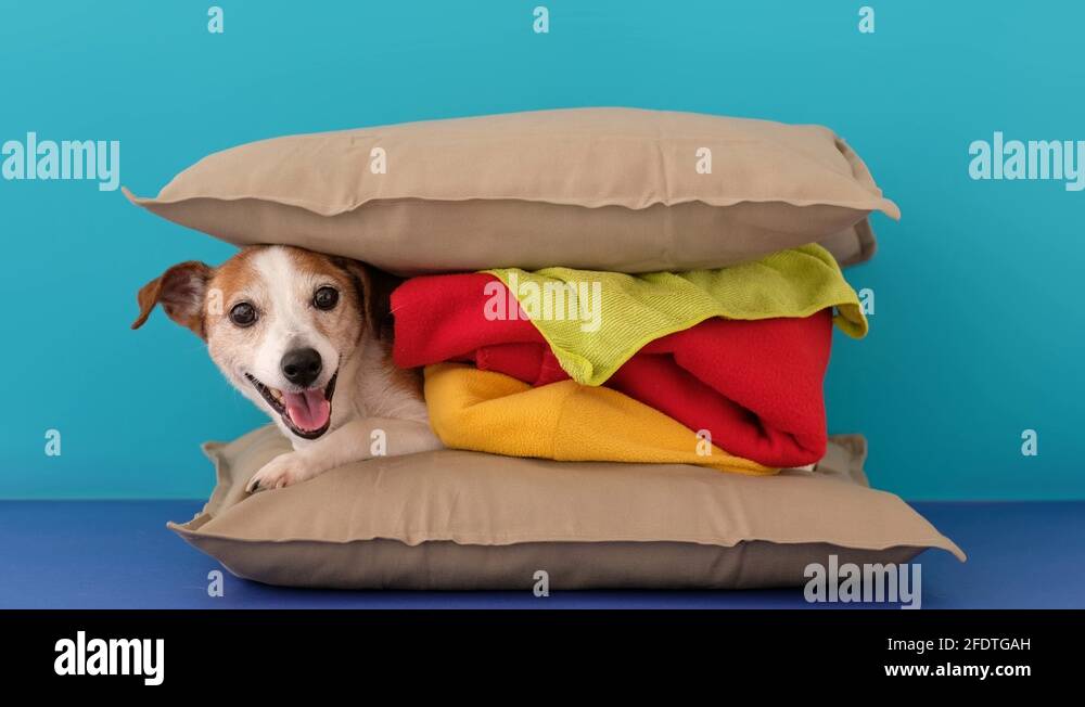 Burger dog Stock Videos & Footage - HD and 4K Video Clips - Alamy
