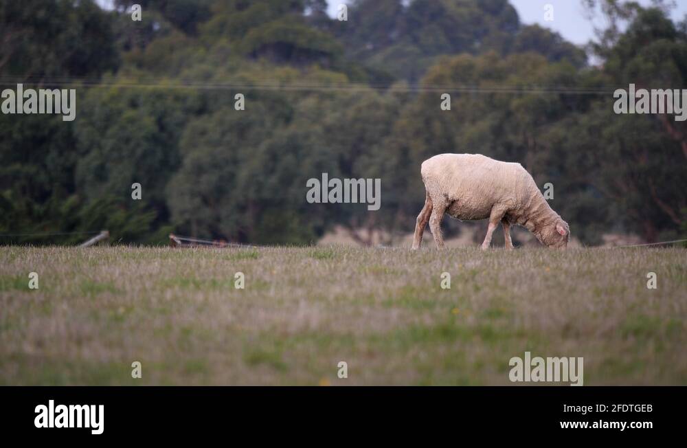 In the distance sheep Stock Videos & Footage - HD and 4K Video Clips ...