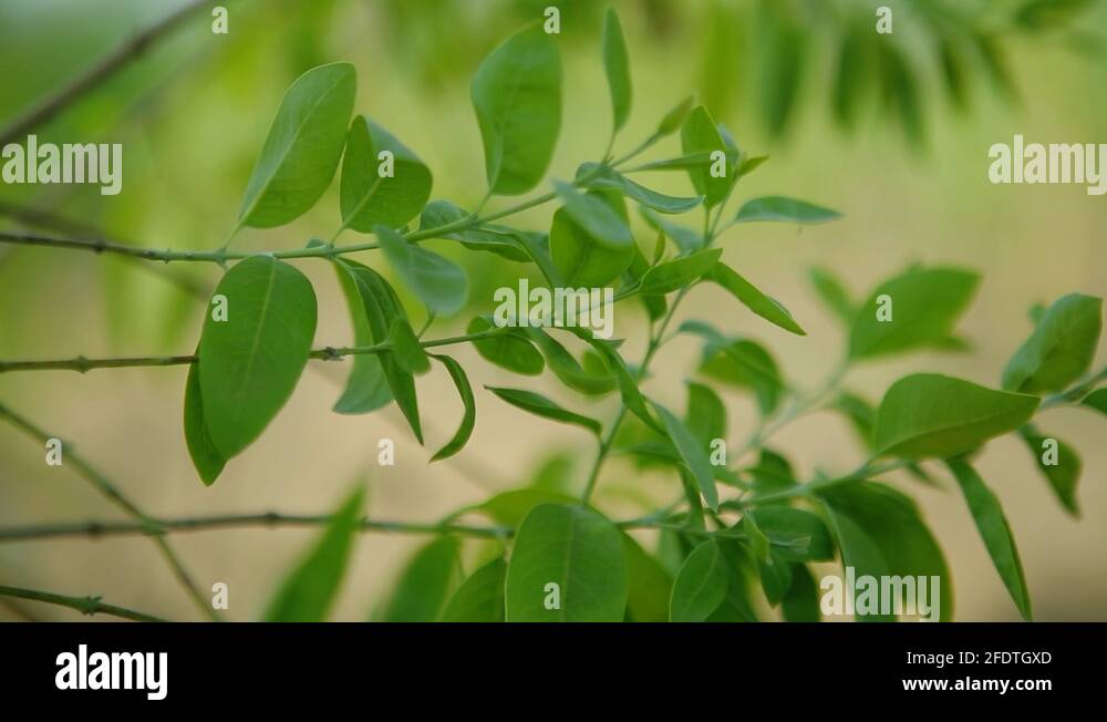 Red sandalwood Stock Videos & Footage - HD and 4K Video Clips - Alamy