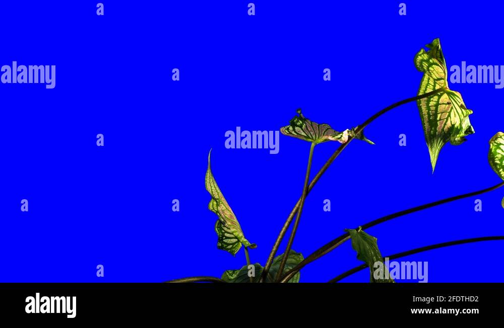 Lance shaped leaves Stock Videos & Footage - HD and 4K Video Clips - Alamy