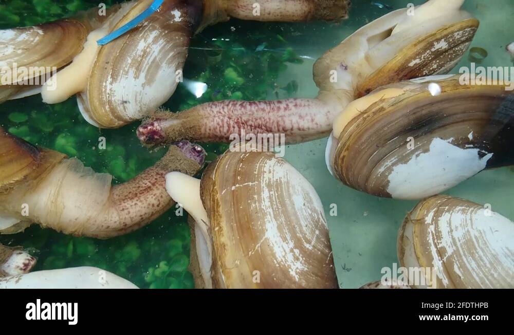 Elephant trunk mussels are sold in supermarkets Stock Video Footage - Alamy
