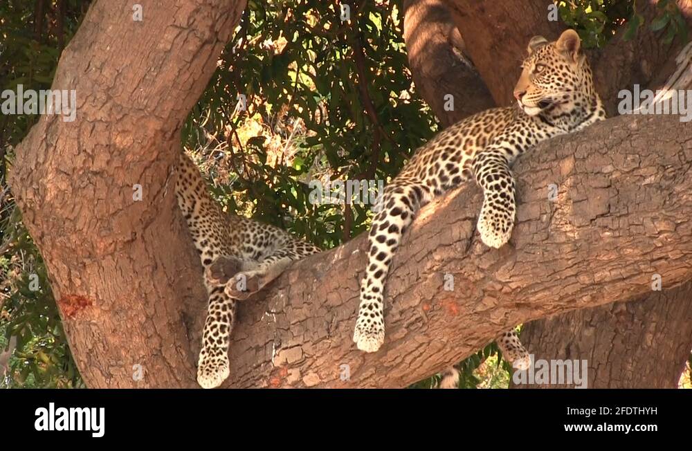 Save the leopards Stock Videos & Footage - HD and 4K Video Clips - Alamy