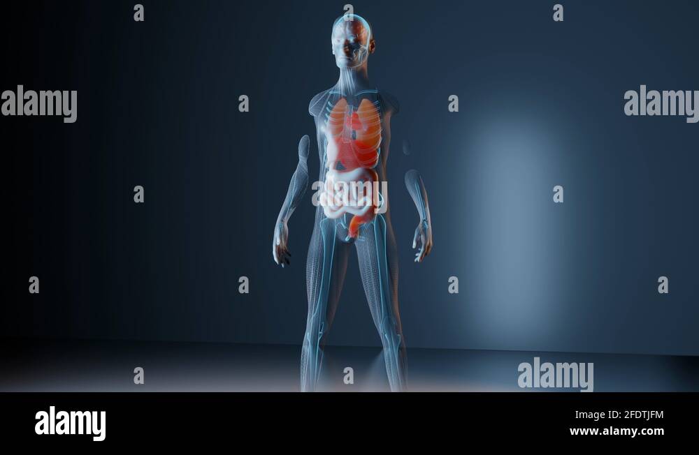 Intestine heart Stock Videos & Footage - HD and 4K Video Clips - Alamy