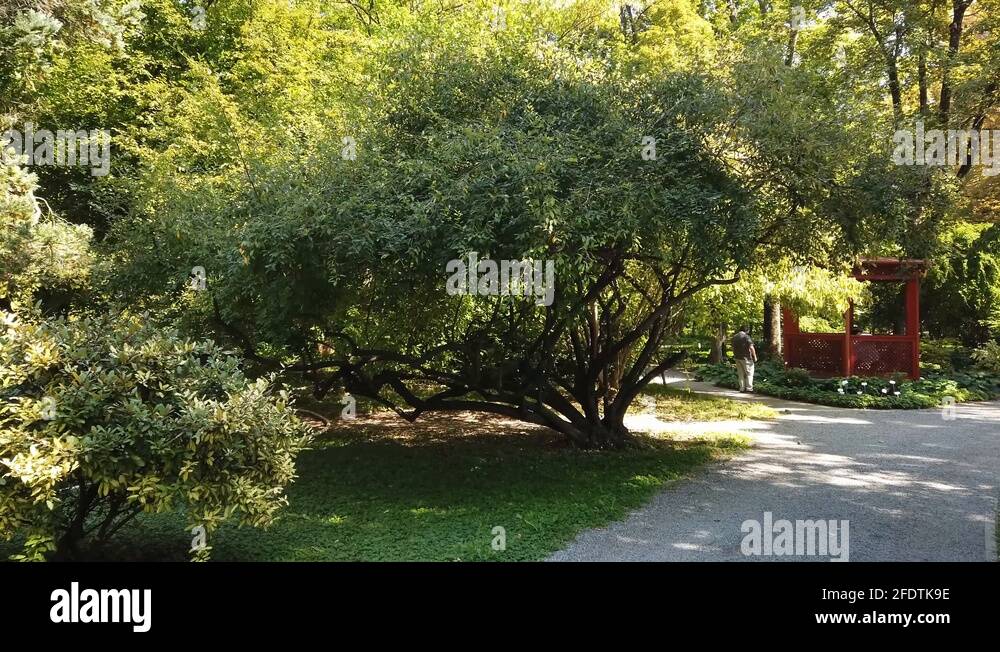 Serene view of a crowded trees in a middle of botanical garden park in ...