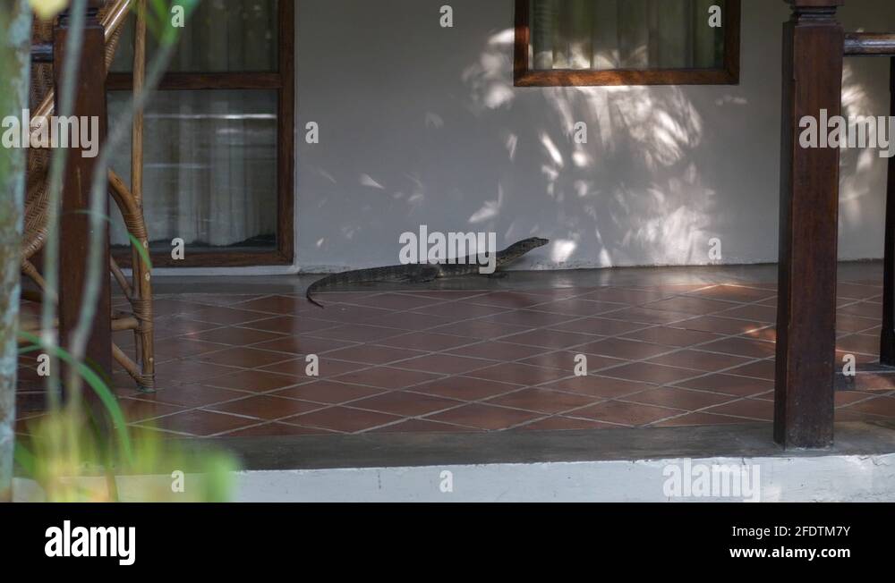 Iguana in reptile house Stock Videos & Footage - HD and 4K Video Clips ...