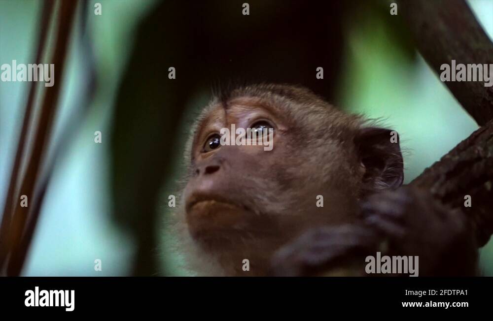 Indonesia primate Stock Videos & Footage - HD and 4K Video Clips - Alamy