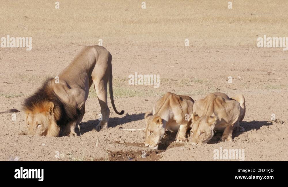 Black-Maned Male Lion And Two Lionesses Drinking By An Almost Dry Stock ...