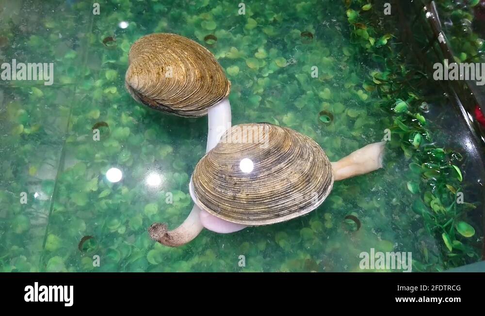 Elephant trunk Stock Videos & Footage - HD and 4K Video Clips - Alamy