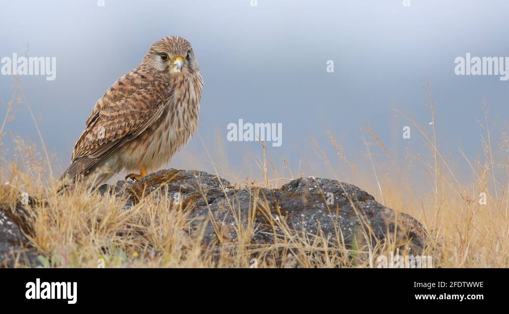 Female common kestrel kestrel Stock Videos & Footage - HD and 4K Video ...