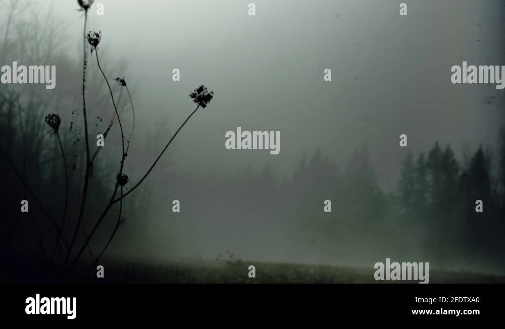 Creepy field Stock Videos & Footage - HD and 4K Video Clips - Alamy