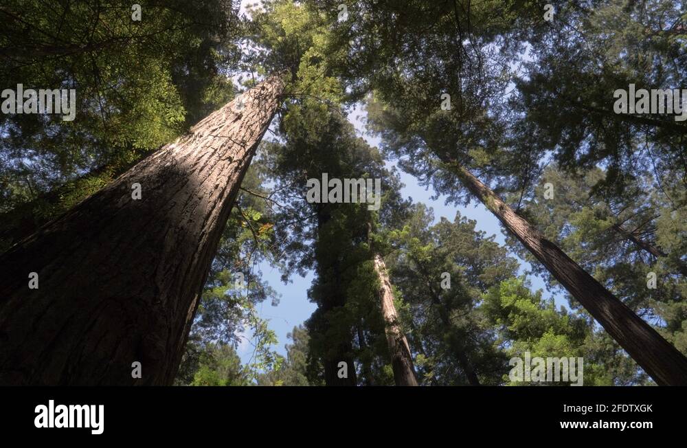 Upward view at tall trees in a redwood forest, static Stock Video ...