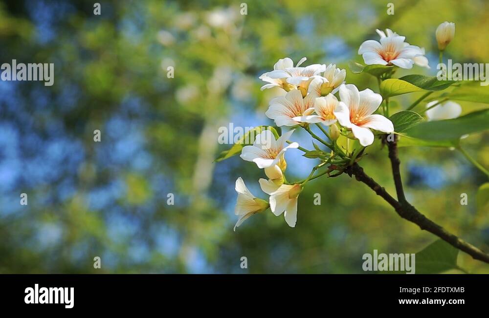 Tung blossom tree Stock Videos & Footage - HD and 4K Video Clips - Alamy