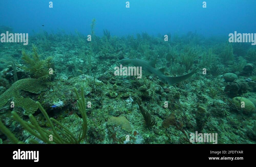 Deep ocean floor fish Stock Videos & Footage - HD and 4K Video Clips ...