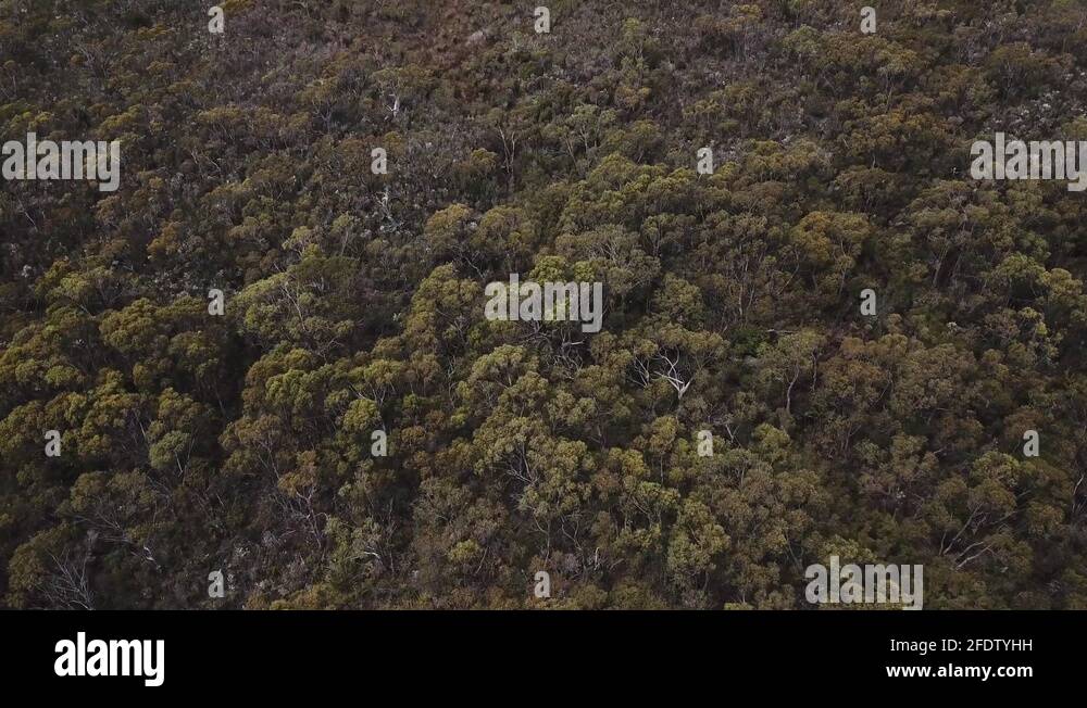 Australian bush land Stock Videos & Footage - HD and 4K Video Clips - Alamy
