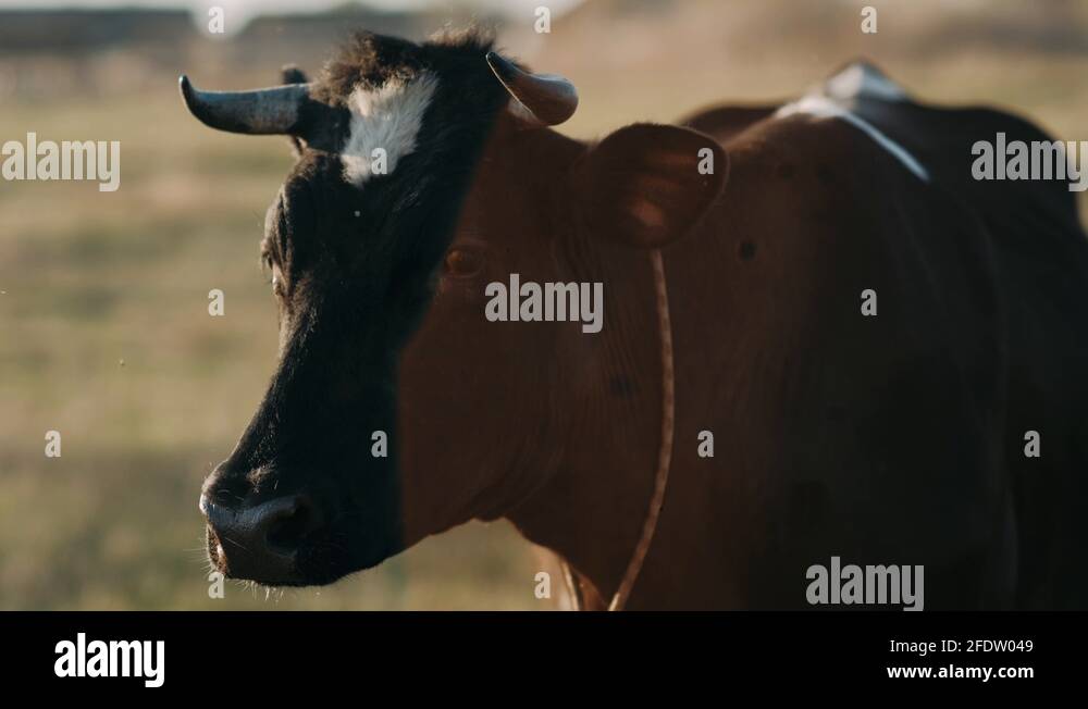 Milk cow on dairy farm. cattle cows production milk farm Stock Video ...