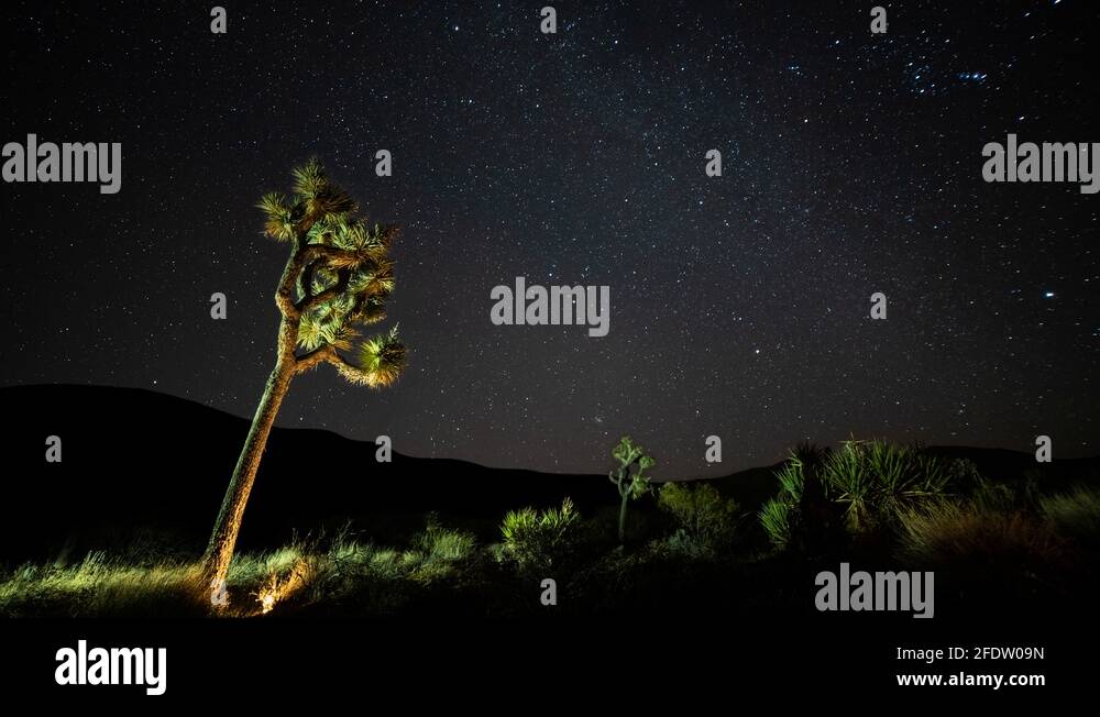 Light painting Joshua Tree in Mojave Desert, with starry night sky ...
