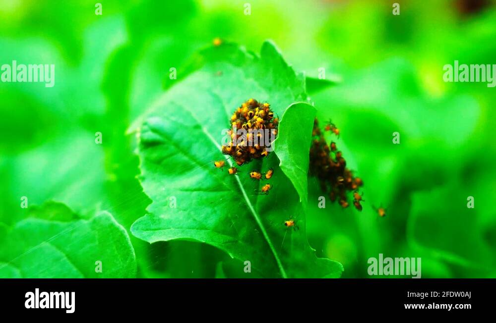 Cluster of spiders Stock Videos & Footage - HD and 4K Video Clips - Alamy