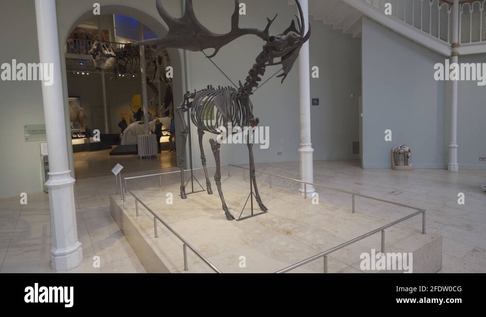 Deer skeleton Stock Videos & Footage - HD and 4K Video Clips - Alamy