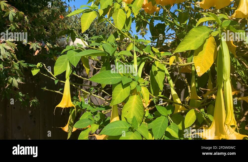 Drooping flowers Stock Videos & Footage - HD and 4K Video Clips - Alamy