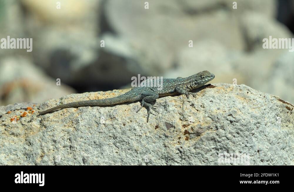 Desert reptile basking Stock Videos & Footage - HD and 4K Video Clips ...