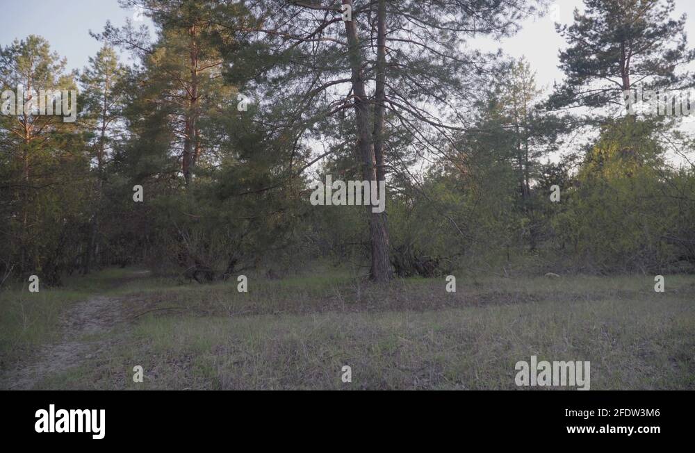 Pine edge Stock Videos & Footage - HD and 4K Video Clips - Alamy