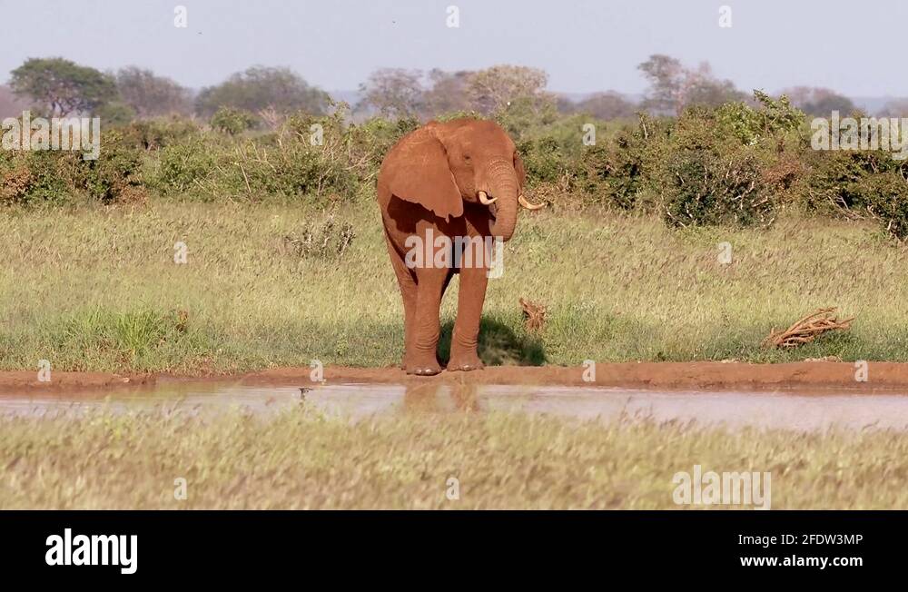 ELEPHANT SPITTING WATER FROM ITS MOUTH Stock Video Footage - Alamy