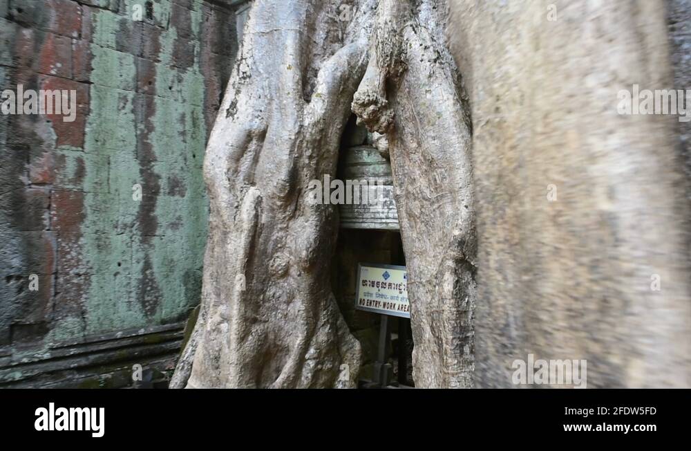 Temple tree structure Stock Videos & Footage - HD and 4K Video Clips ...
