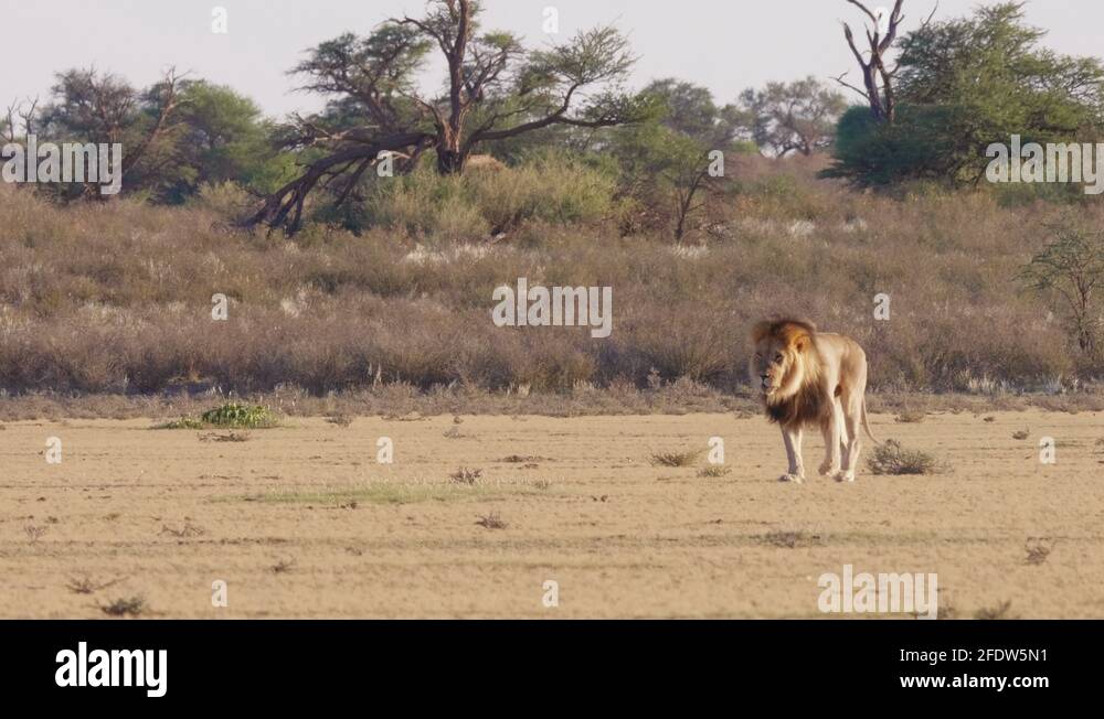 African apex predator Stock Videos & Footage - HD and 4K Video Clips ...