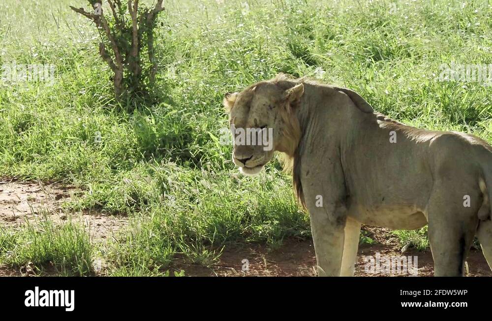 Basking lion Stock Videos & Footage - HD and 4K Video Clips - Alamy