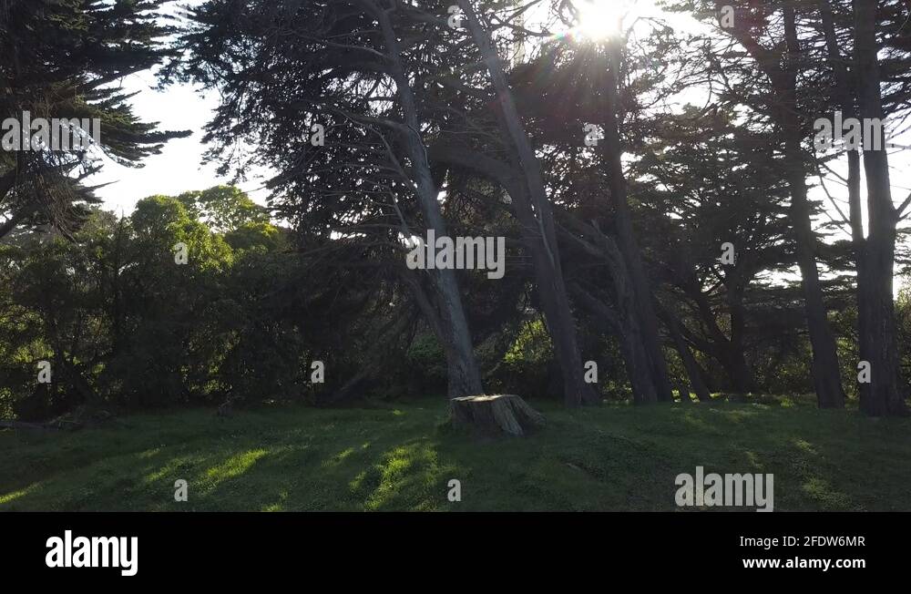 Rising trees Stock Videos & Footage - HD and 4K Video Clips - Alamy