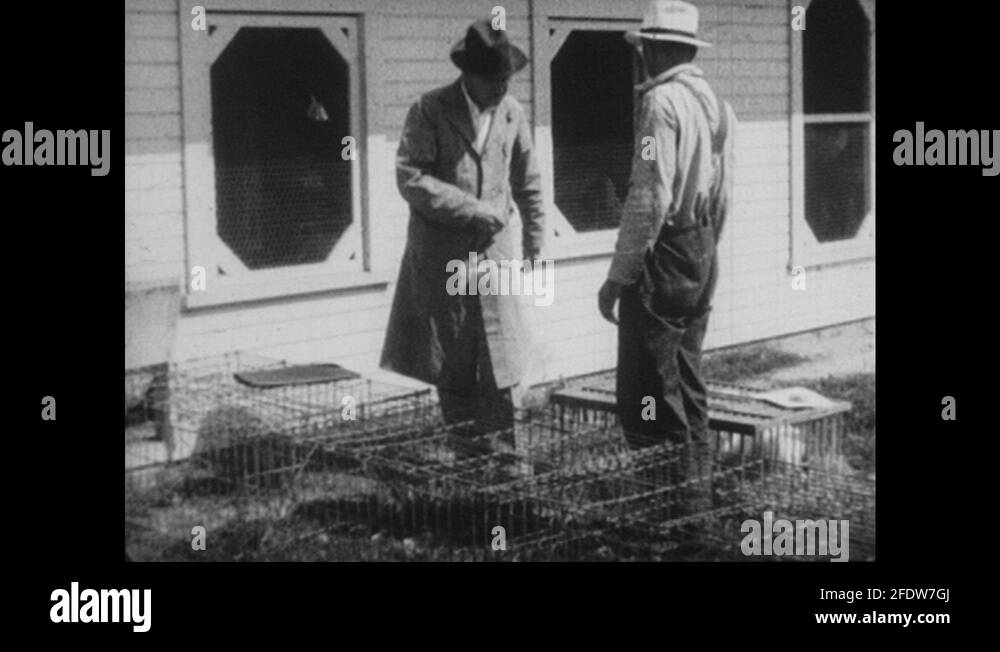 Farmer cage Stock Videos & Footage - HD and 4K Video Clips - Alamy