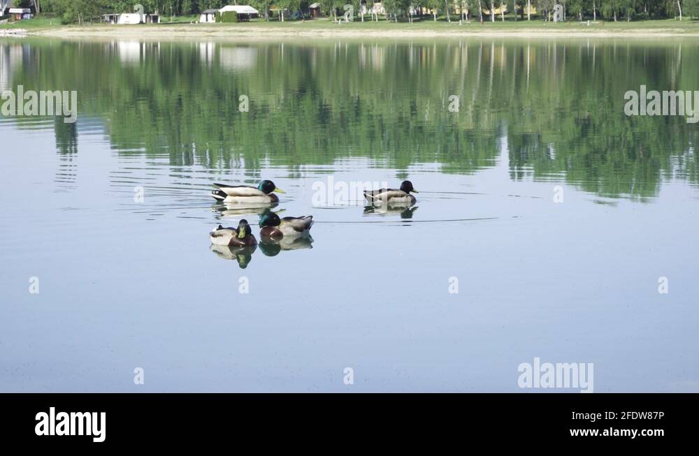 Floating position Stock Videos & Footage - HD and 4K Video Clips - Alamy