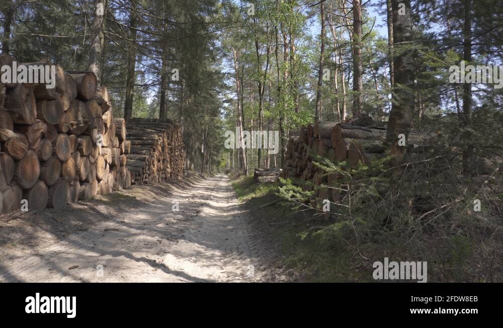 Log pile wildlife habitat in Stock Videos & Footage - HD and 4K Video ...