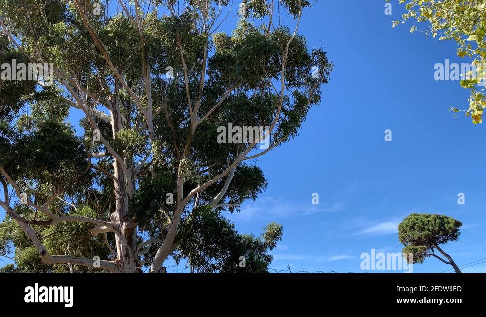 Gum tree Stock Videos & Footage - HD and 4K Video Clips - Alamy